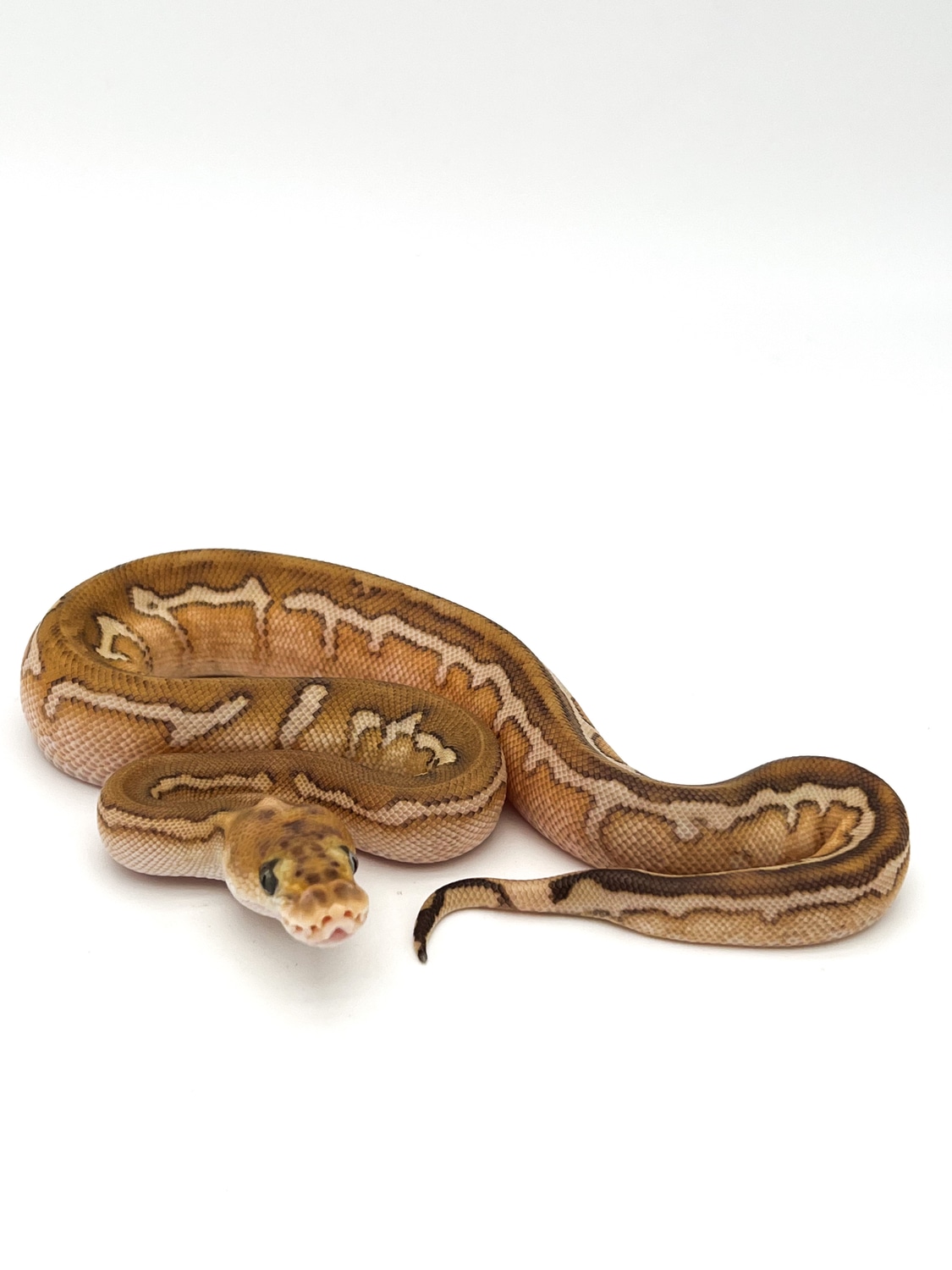 Wookie Spotnose Lesser Clown Ball Python by Mershon's Morphs LLC ...
