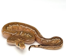 Wookie Spotnose Lesser Clown Ball Python by Mershon's Morphs LLC ...