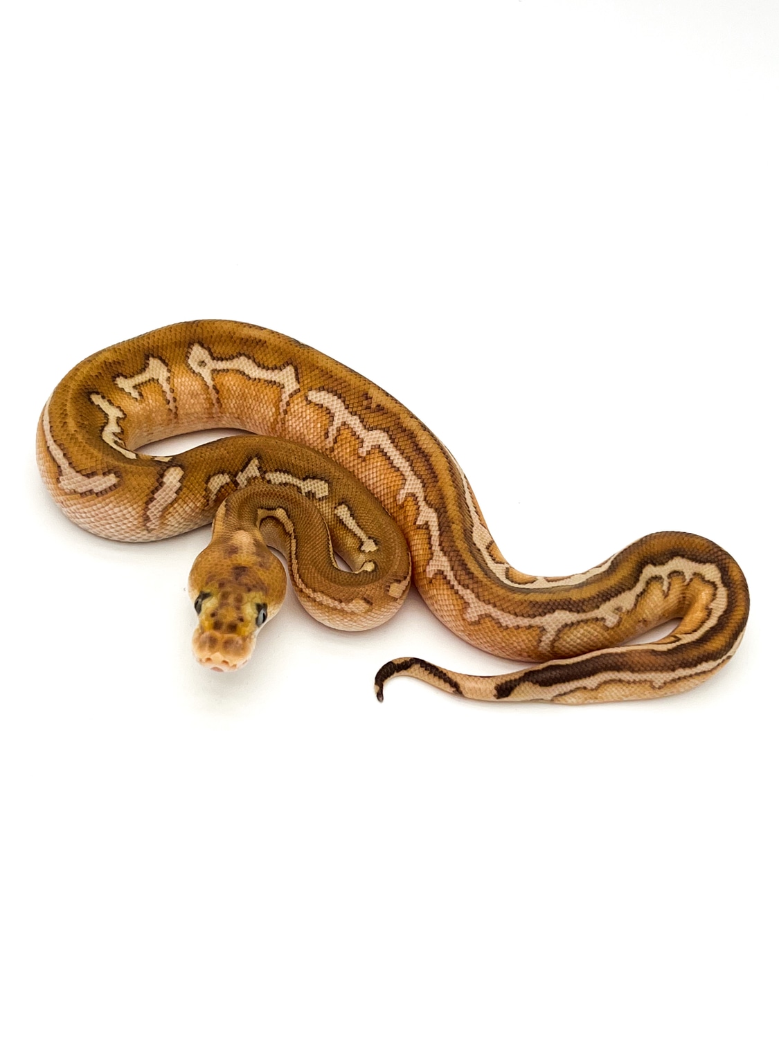 Spotnose clown ball python morph guide and breeding tips