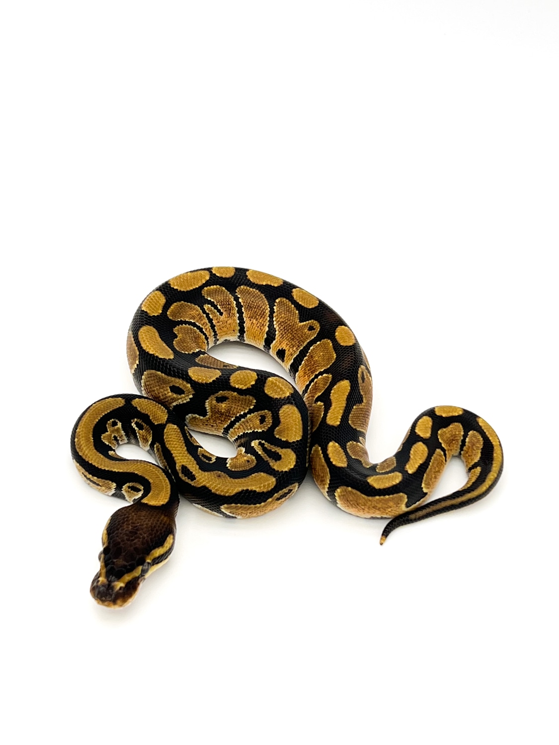 DH Desert Ghost/Pied Ball Python by Mershon's Morphs LLC - MorphMarket
