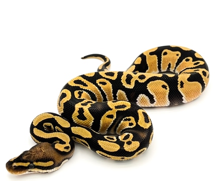 Wookie Spotnose Clown Ball Python by Mershon's Morphs LLC - MorphMarket
