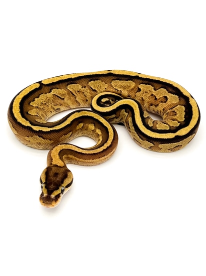 Super Specter Het Pied Ball Python by Mershon's Morphs LLC