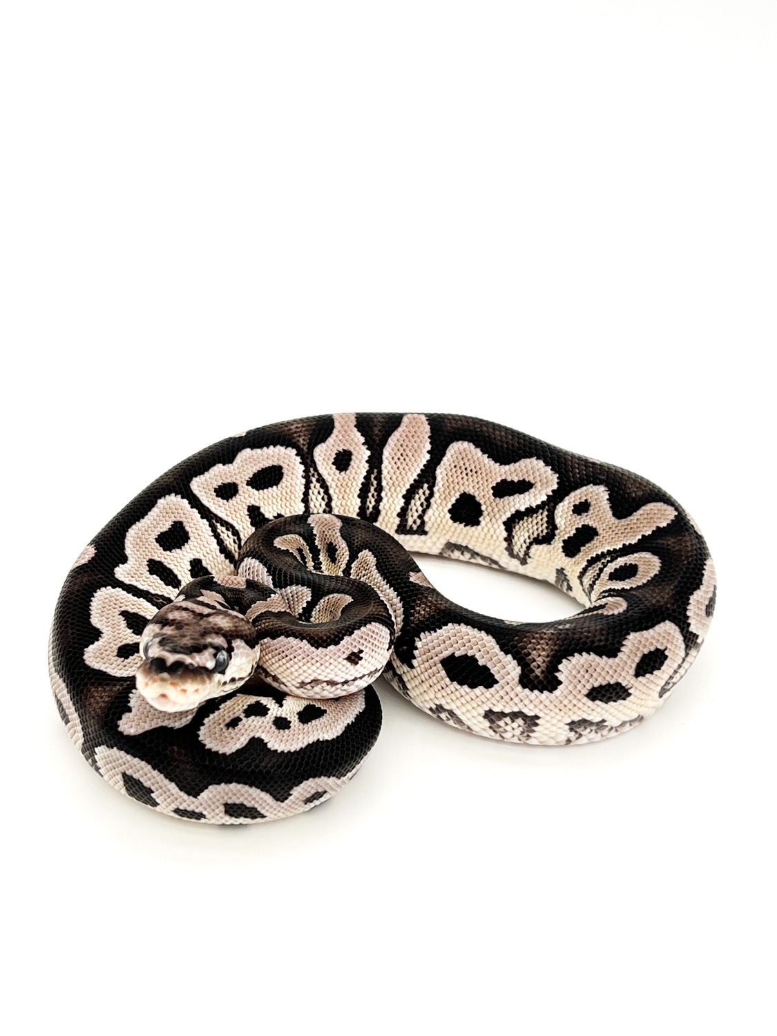Axanthic Clown Ball Python by Mershon's Morphs LLC - MorphMarket