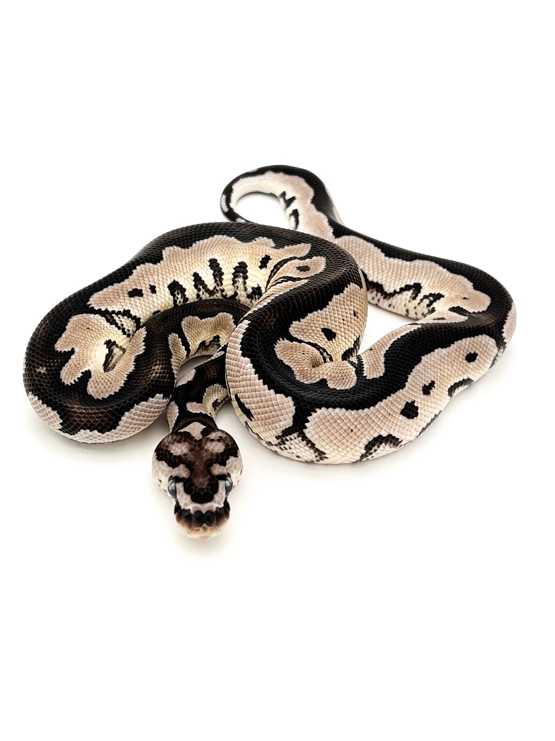 Axanthic Clown Ball Python by Mershon's Morphs LLC - MorphMarket