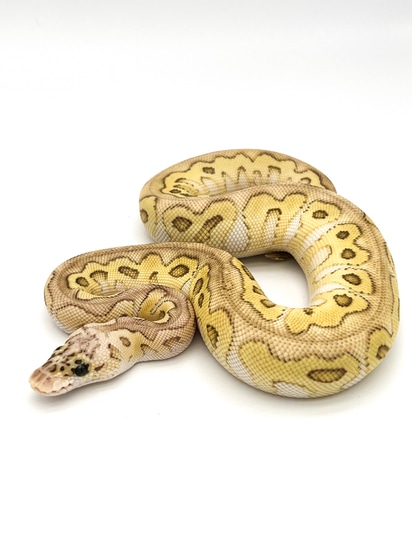 Pastel Lesser Spotnose Clown Het Axanthic Ball Python by Mershon's ...