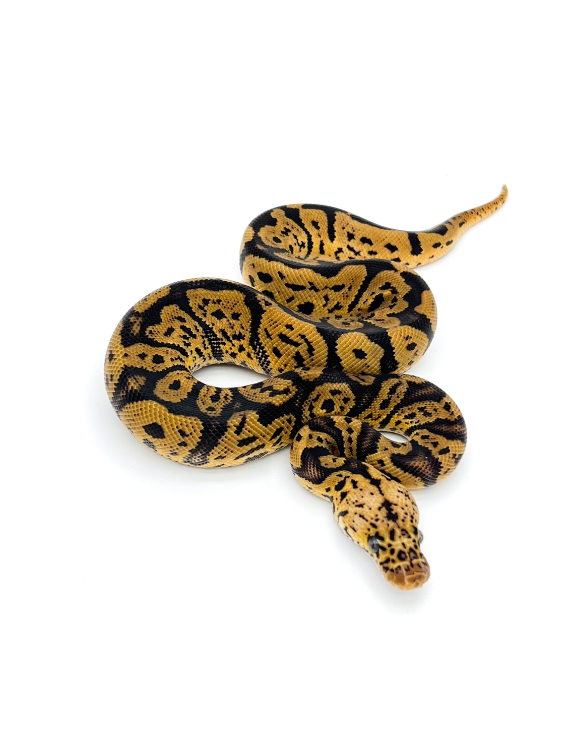 Pastel Confusion Clown Het Axanthic Ball Python by Mershon's Morphs LLC ...