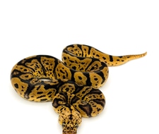 Pastel Confusion Clown Het Axanthic Ball Python by Mershon's Morphs LLC ...