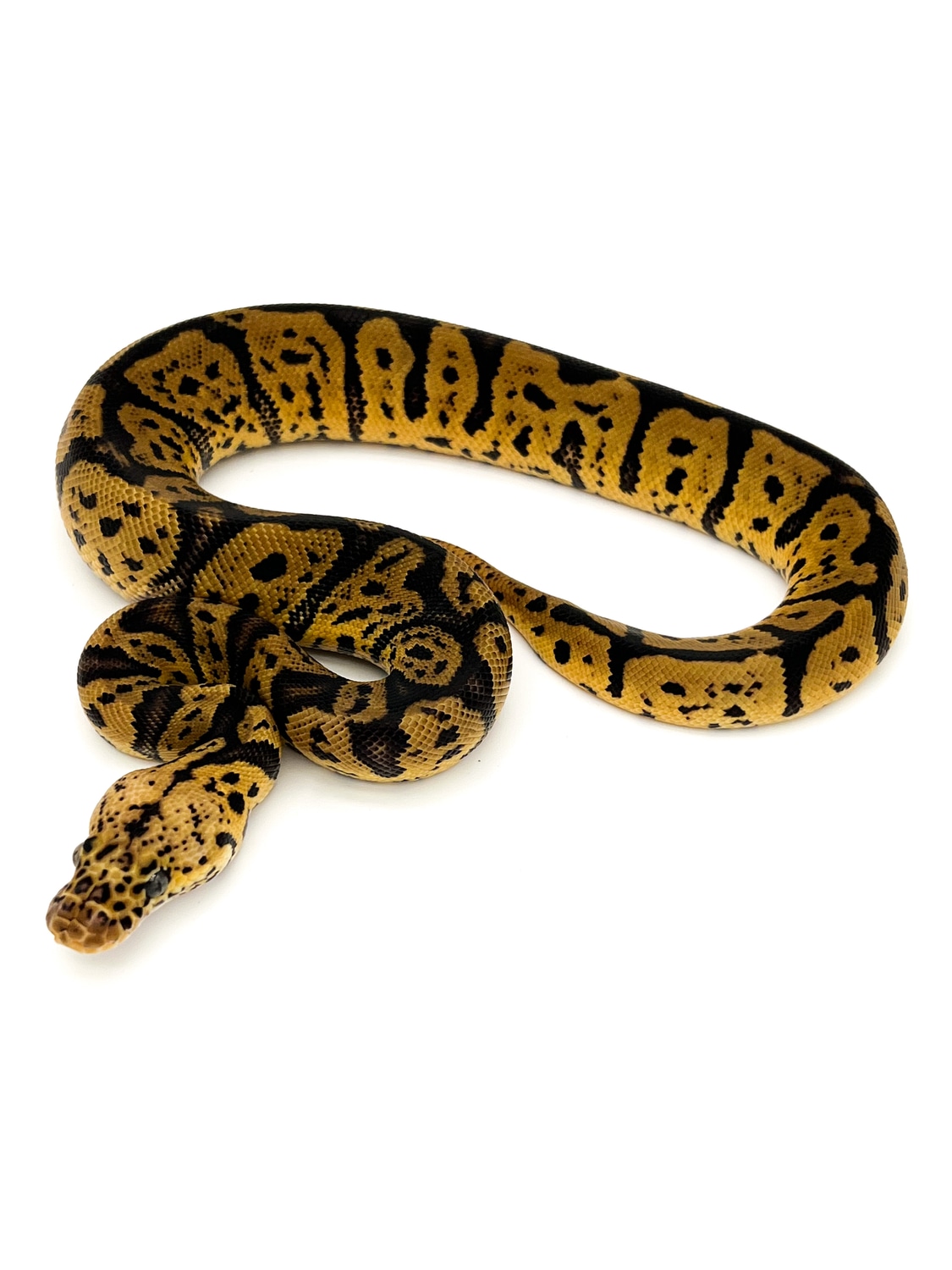 Pastel Confusion Clown Het Axanthic Ball Python by Mershon's Morphs LLC ...