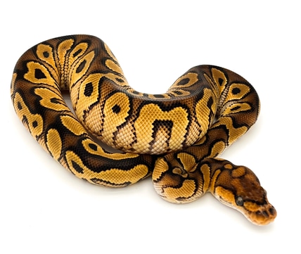 Confusion Hurricane Spotnose Clown Ball Python by Mershon's Morphs LLC ...
