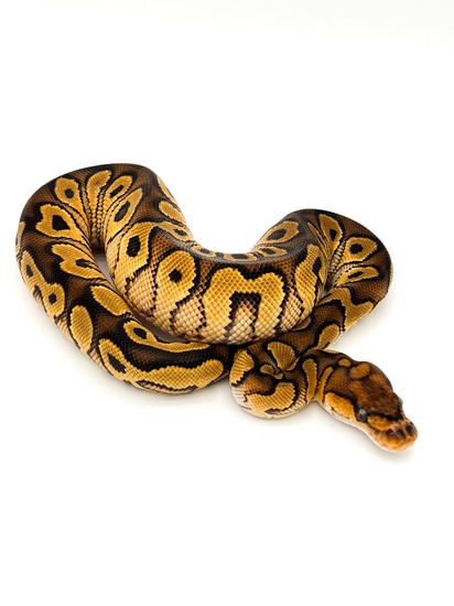 Gravel Clown Ball Python by Mershon's Morphs LLC