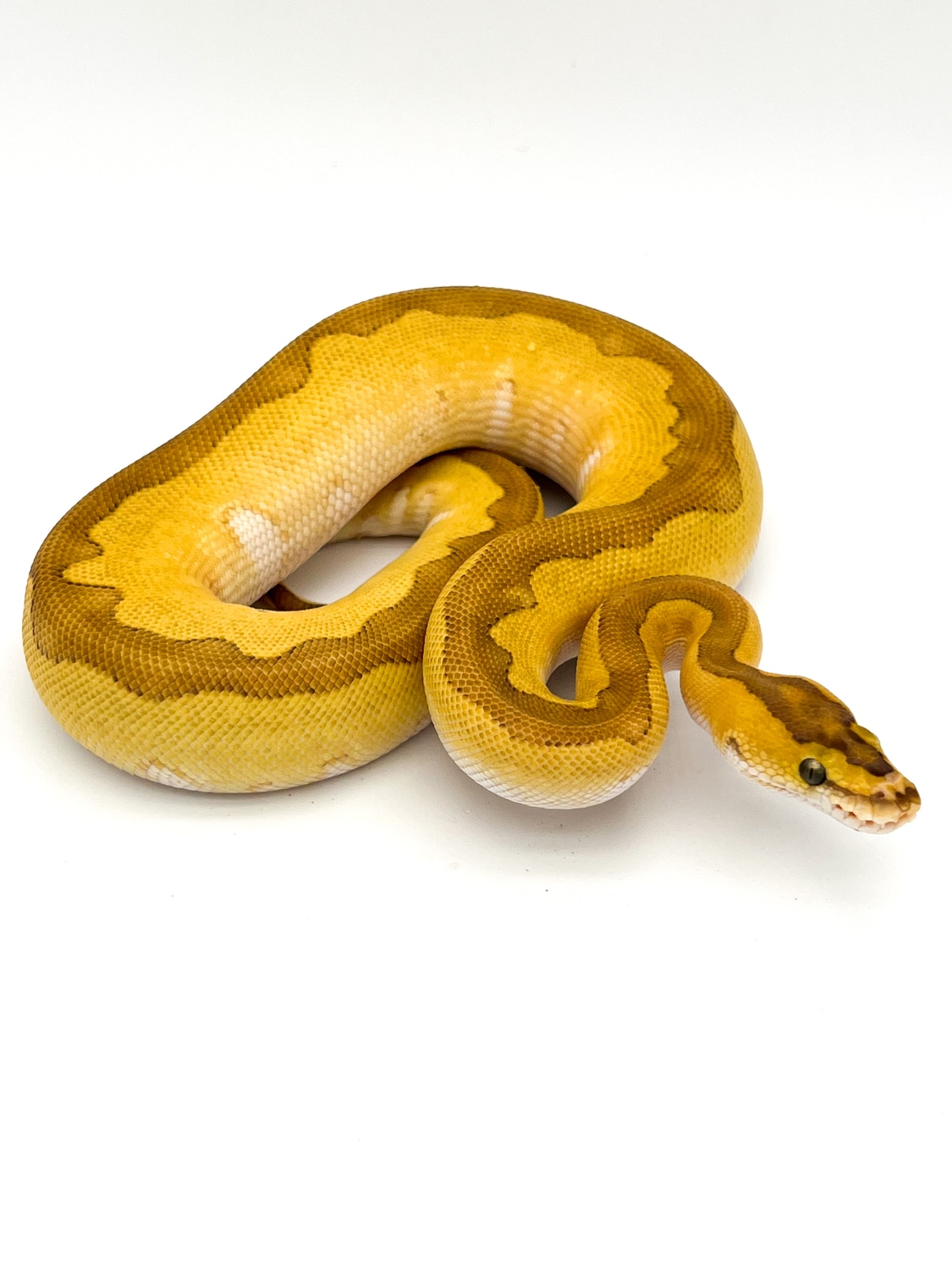 Wookie Lesser Enchi Leopard Clown Ball Python by Mershon's Morphs LLC ...