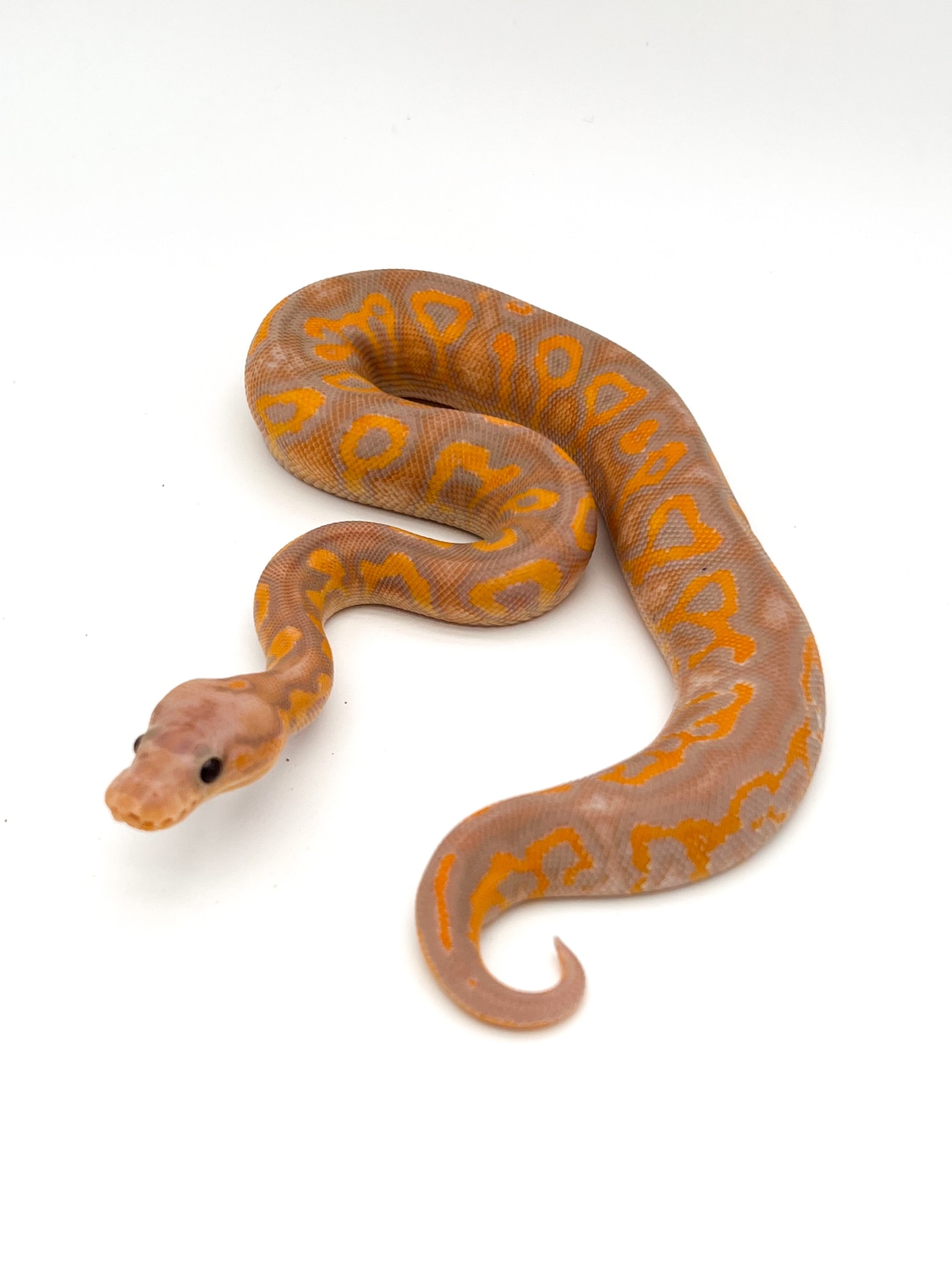 Banana Black Pastel Yellow Belly Clown Pos Redstripe/Hurricane Ball ...