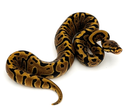 Pastel Confusion Clown Het Axanthic Ball Python by Mershon's Morphs LLC ...