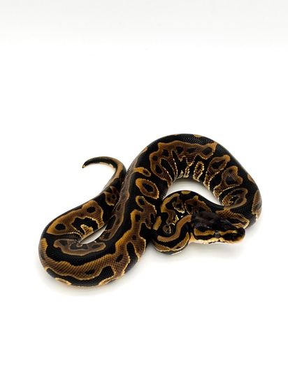 Confusion Leo Het Clown Ball Python by Mershon's Morphs LLC