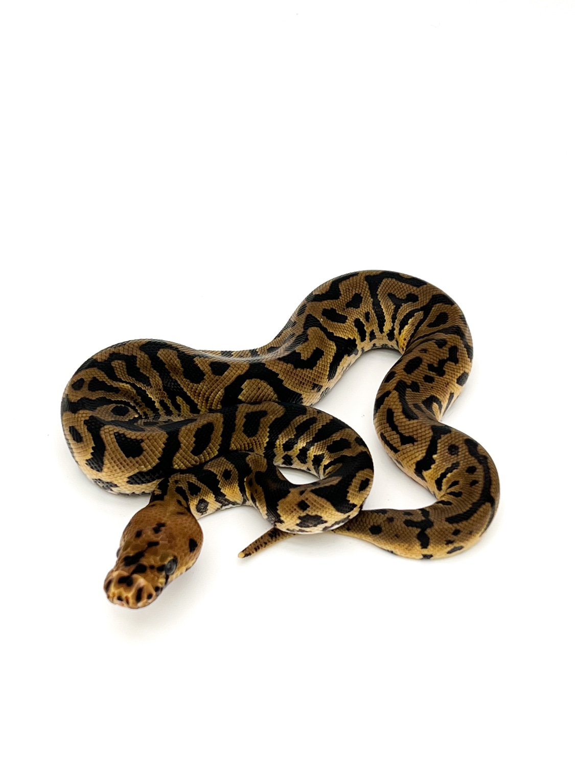 Confusion Spotnose Clown Ball Python by Mershon's Morphs LLC - MorphMarket