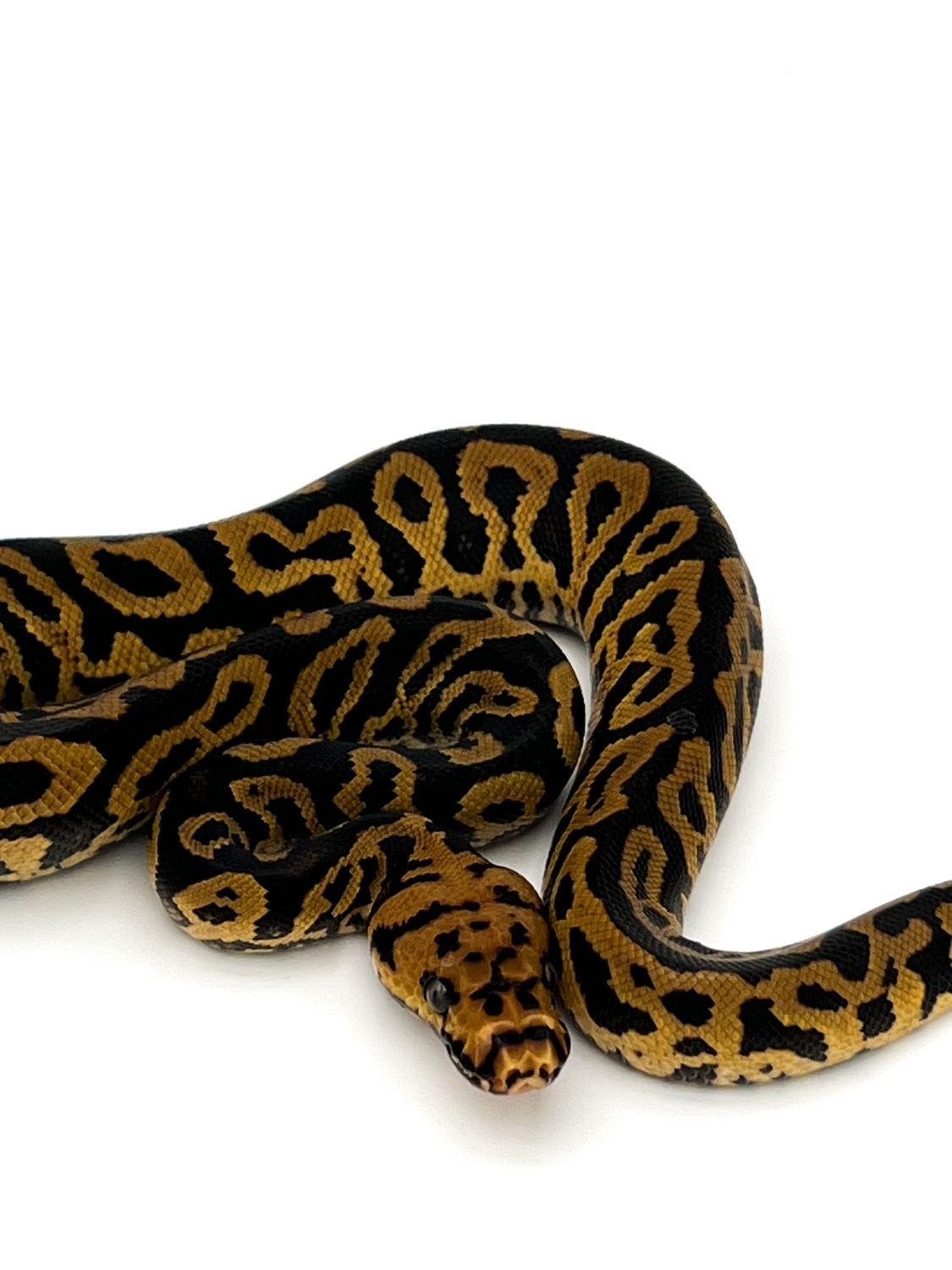 Confusion Hurricane Spotnose Clown Ball Python by Mershon's Morphs LLC ...