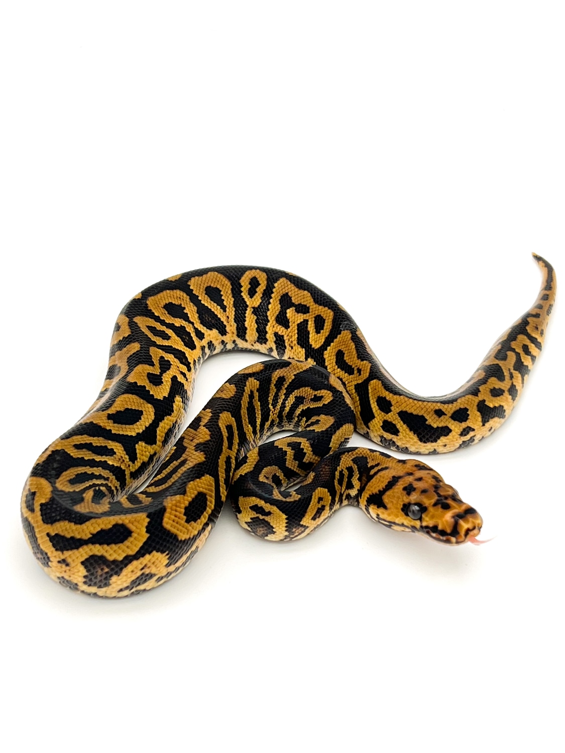 Confusion Hurricane Spotnose Clown Ball Python by Mershon's Morphs LLC ...