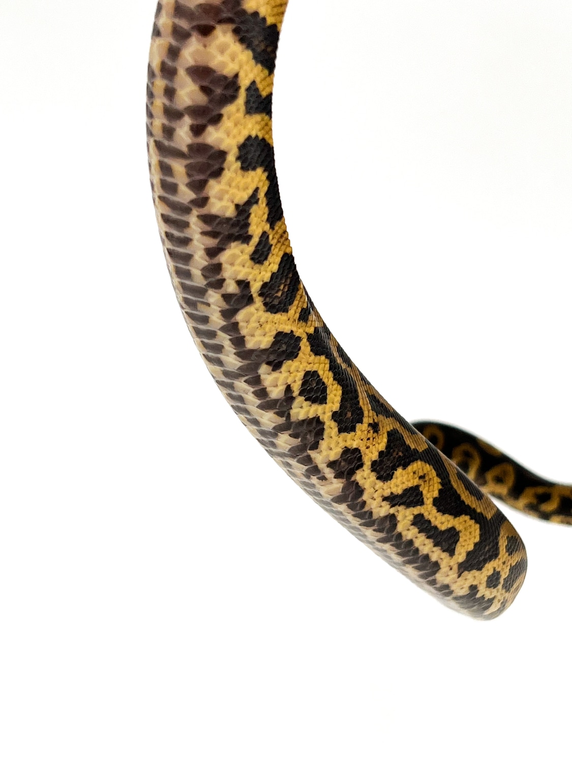Confusion Hurricane Spotnose Clown Ball Python by Mershon's Morphs LLC ...