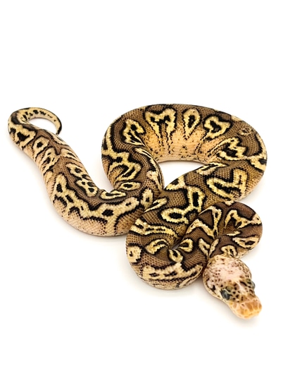 Pastel Wookie Spotnose Hurricane Clown Pos Yellow Belly Ball Python by ...