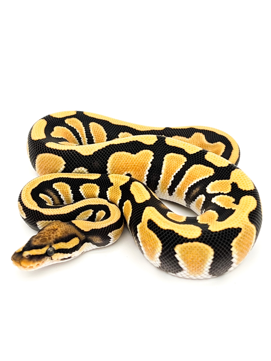 Orange Dream Desert Ghost Het Pied Ball Python by Mershon's Morphs LLC ...