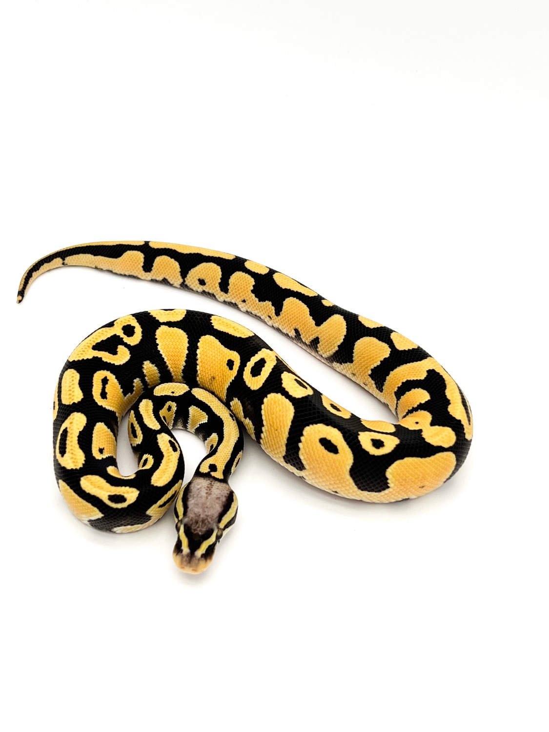 Pastel Orange Dream Desert Ghost Het Pied Ball Python by Mershon's ...