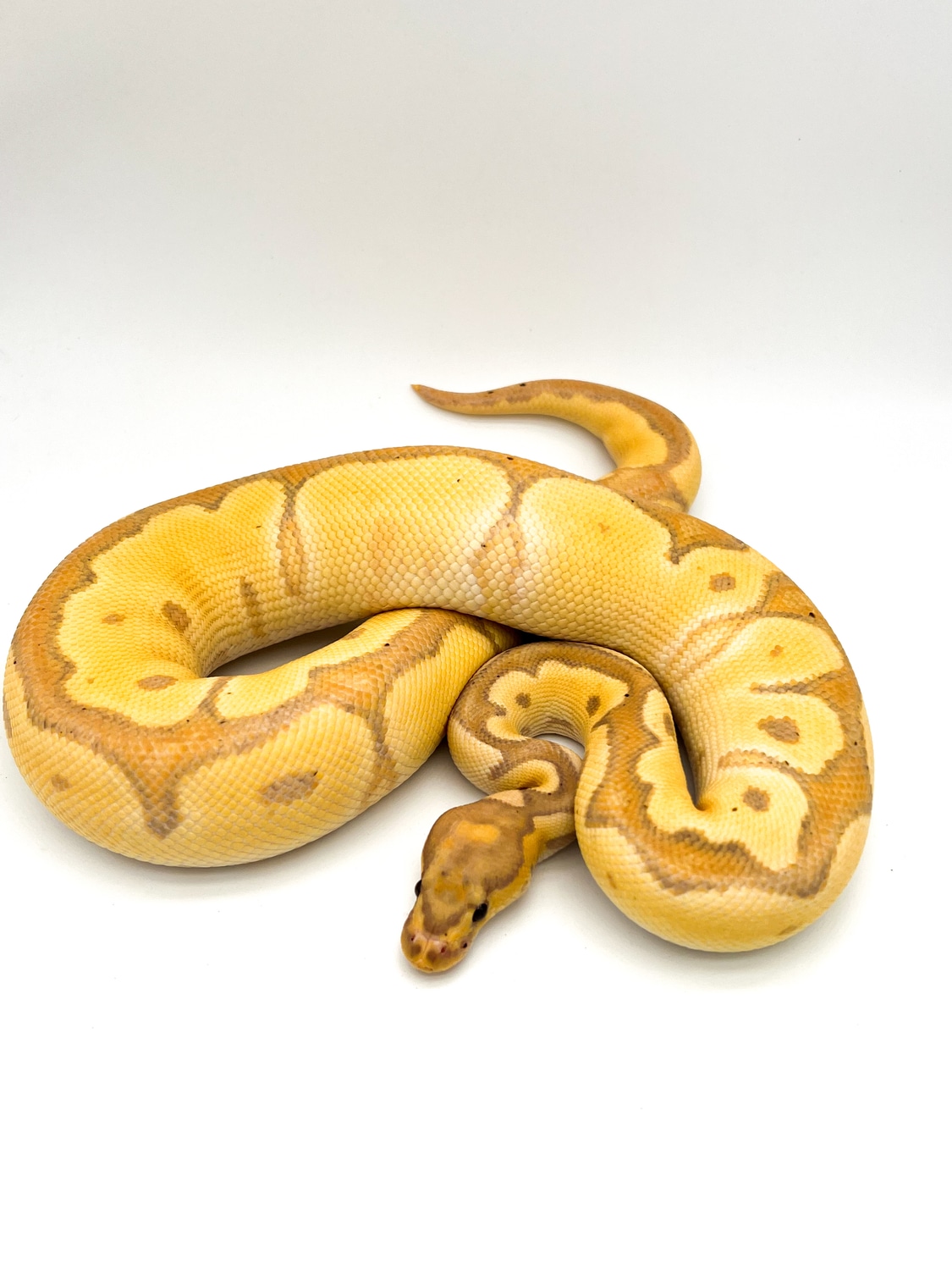 Orange Dream Banana Clown Ball Python by Mershon's Morphs LLC - MorphMarket