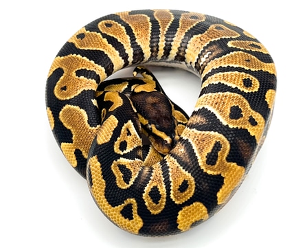 Wookie Spotnose Lesser Clown Ball Python by Mershon's Morphs LLC ...