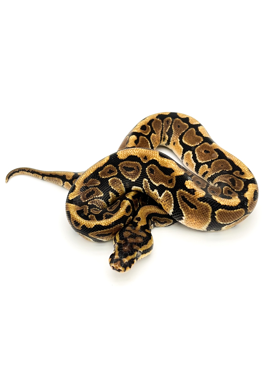 Spotnose DH Axanthic/Clown Ball Python by Mershon's Morphs LLC ...