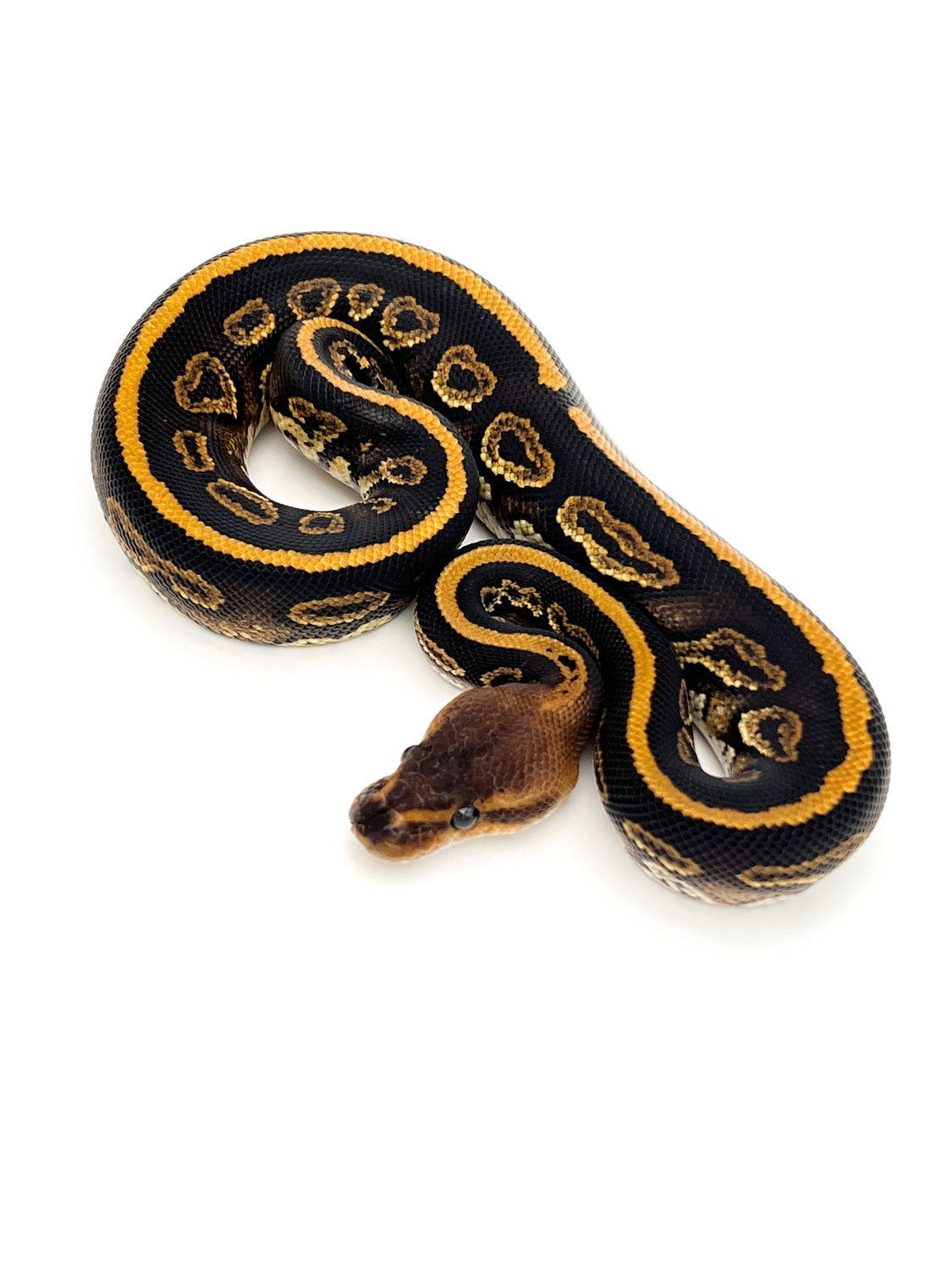 Redhead Mahogany Het Clown Ball Python by Mershon's Morphs LLC ...