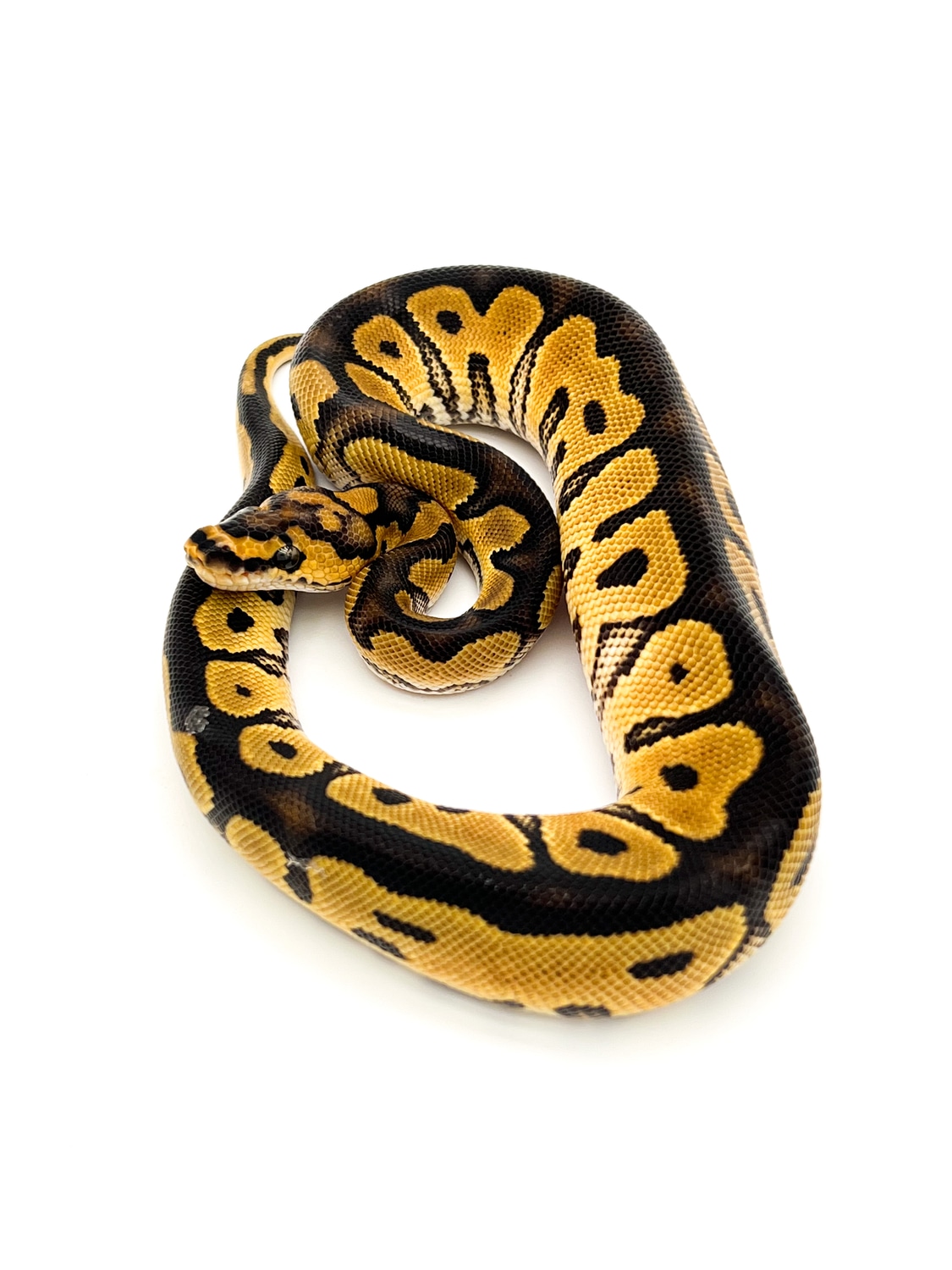 Clown Het Axanthic Ball Python by Mershon's Morphs LLC - MorphMarket