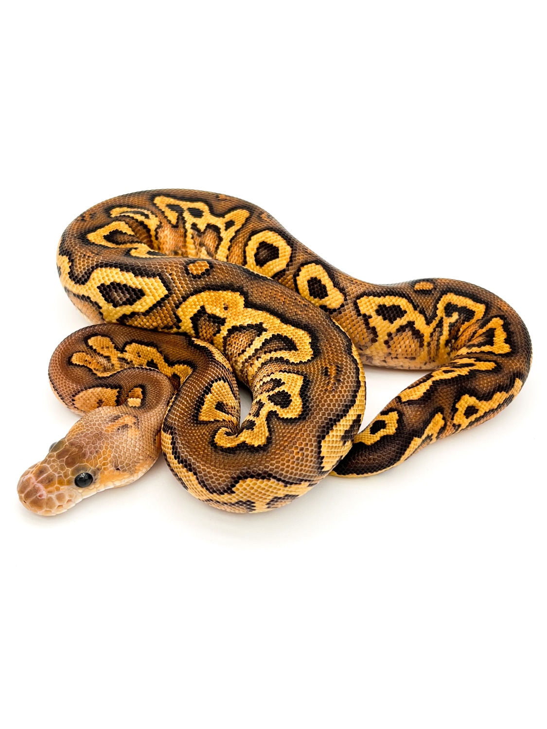 Cinnamon Vanilla/Fire Yellow Belly Clown Ball Python by Mershon's ...