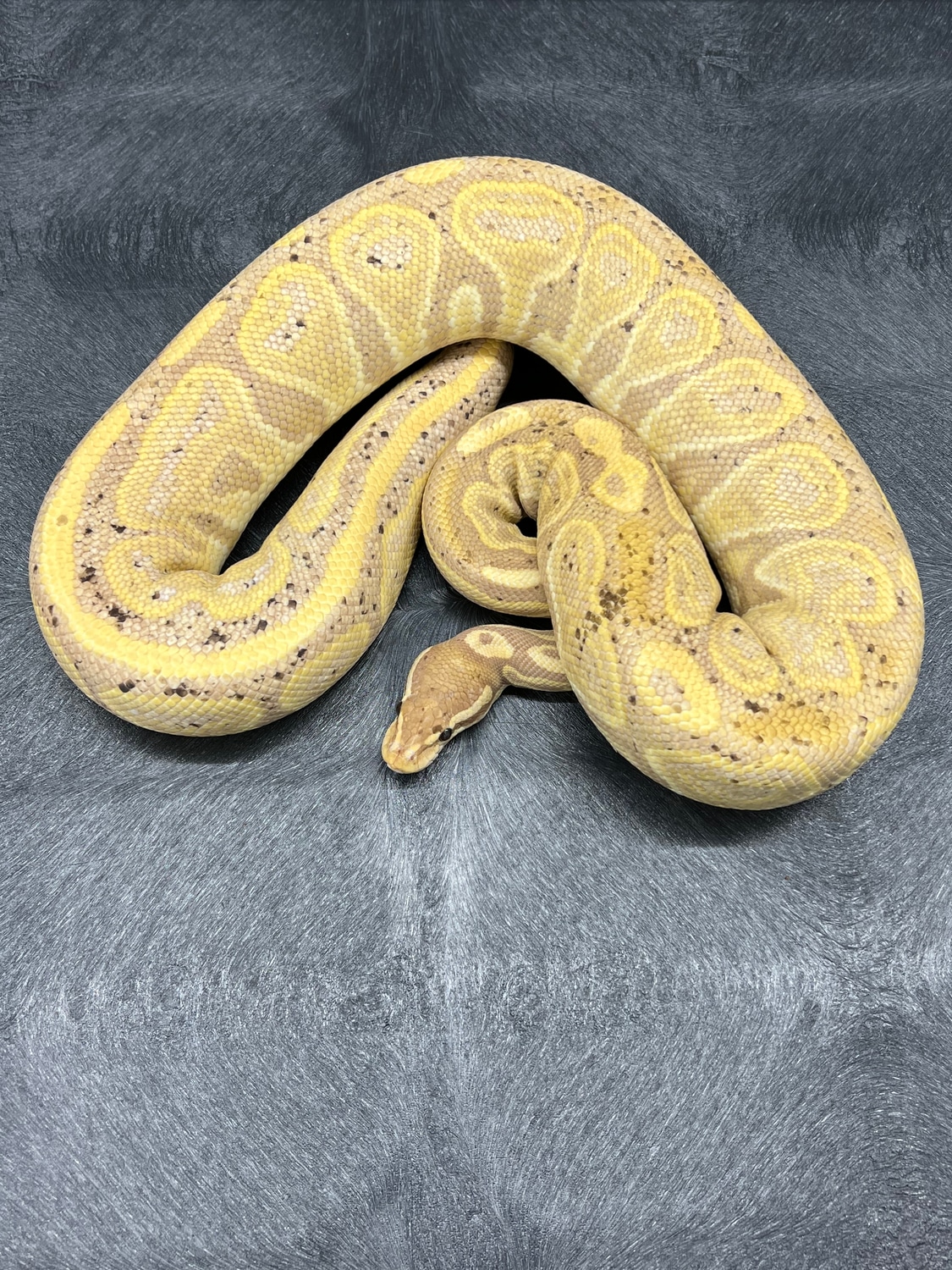 Banana Black Pastel Specter Ball Python by Mershon's Morphs LLC ...