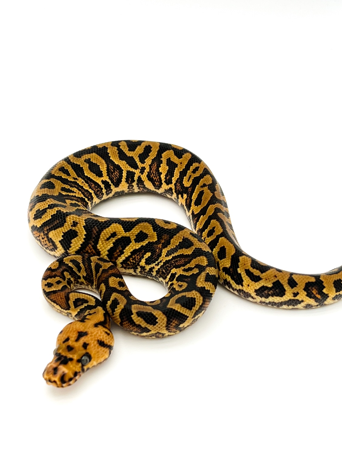 Confusion Spotnose Yellow Belly Clown Ball Python by Mershon's Morphs ...