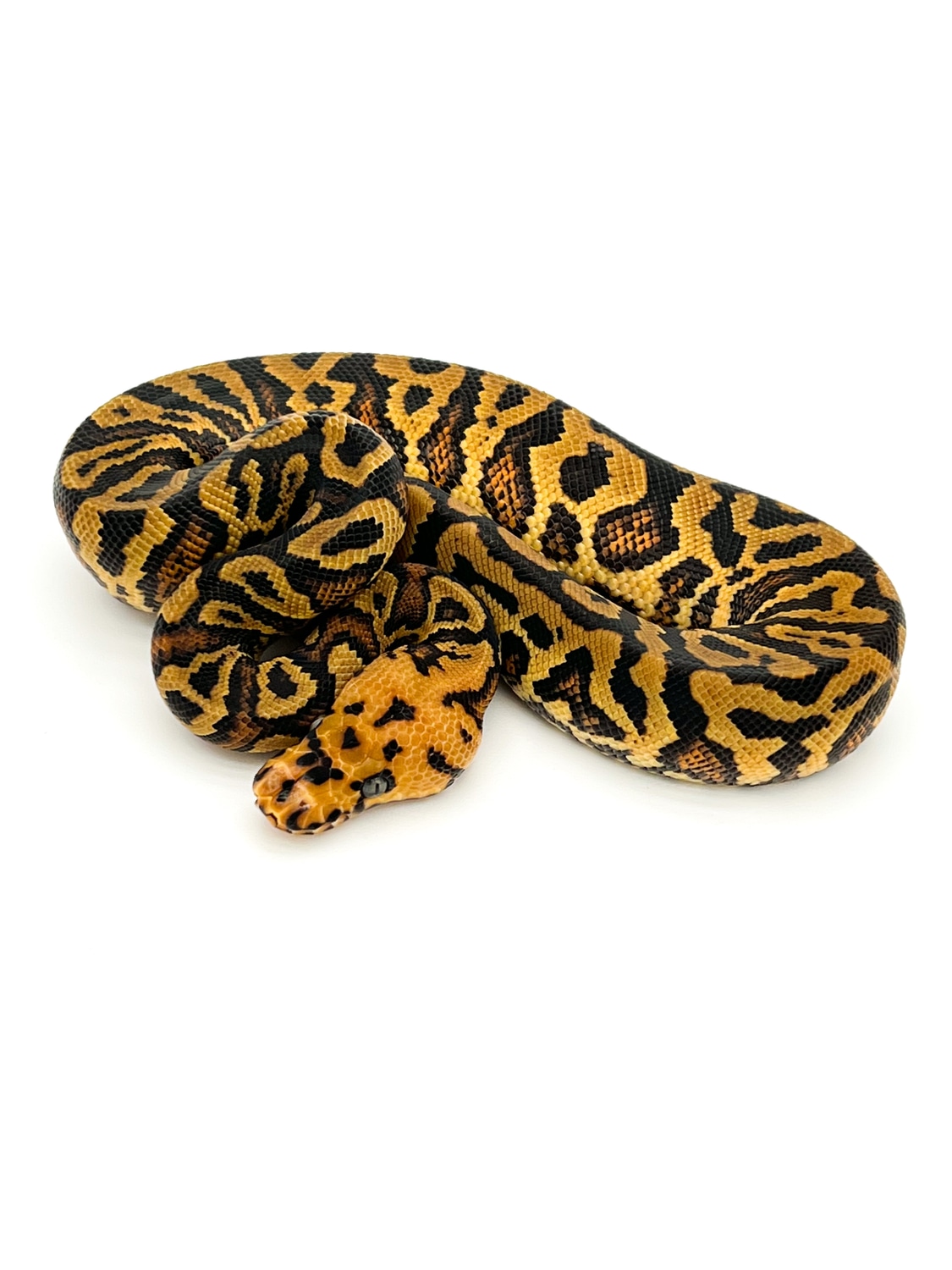 Confusion Spotnose Yellow Belly Clown Ball Python by Mershon's Morphs ...