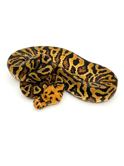 Confusion Spotnose Yellow Belly Clown Ball Python by Mershon's Morphs LLC