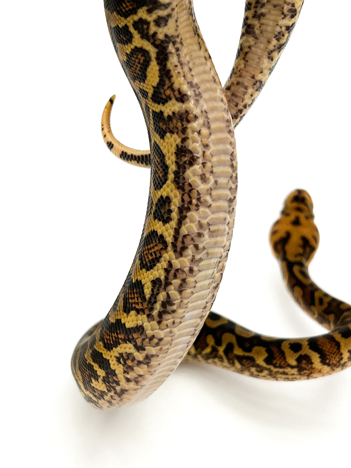 Confusion Spotnose Yellow Belly Clown Ball Python by Mershon's Morphs ...