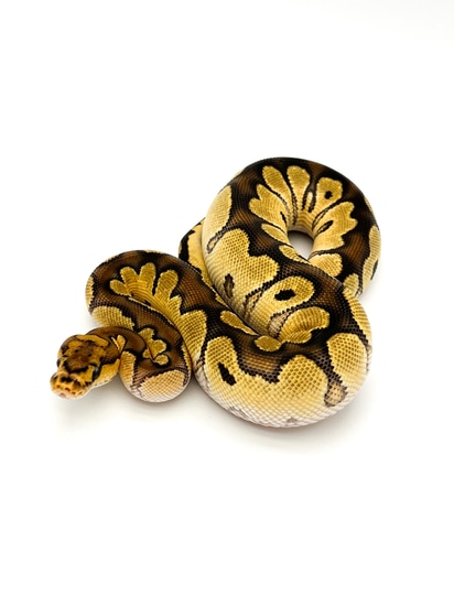 Vanilla/Fire Clown Ball Python by Mershon's Morphs LLC