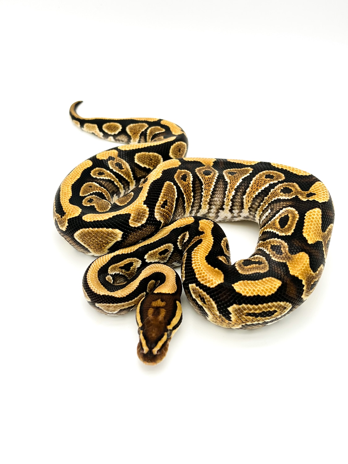 Special Yellow Belly DH:Desert Ghost/Cryptic Ball Python by Mershon's ...