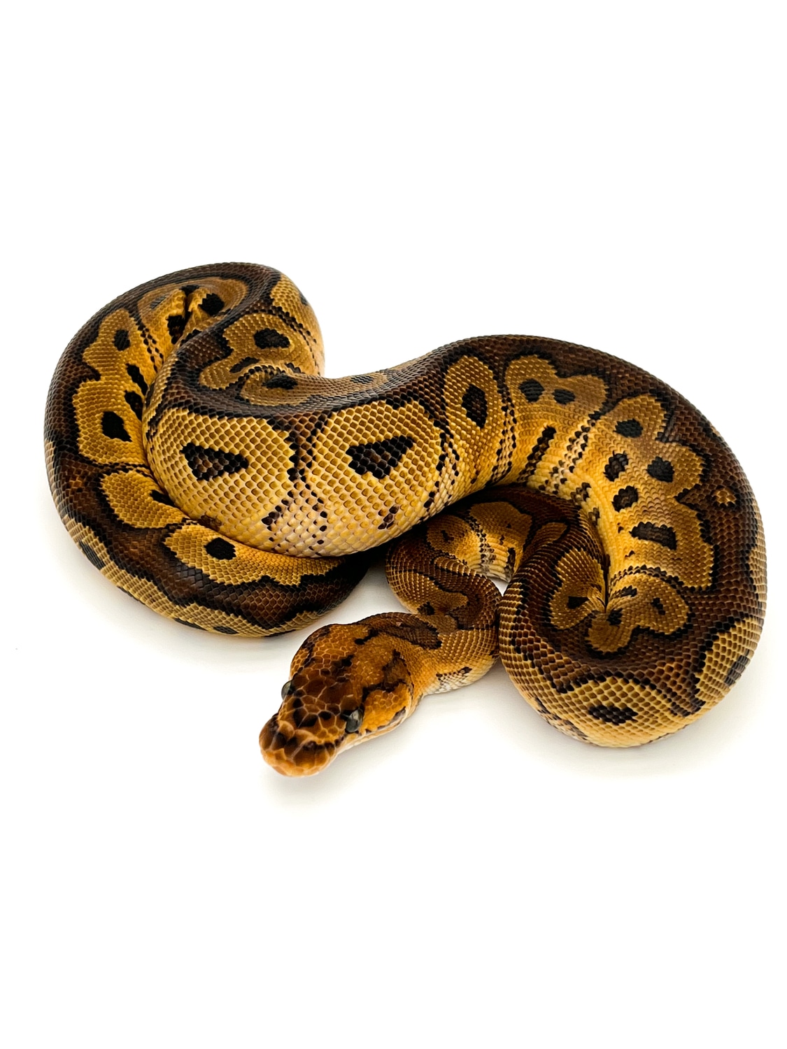 Red Stripe Clown Ball Python by Mershon's Morphs LLC - MorphMarket