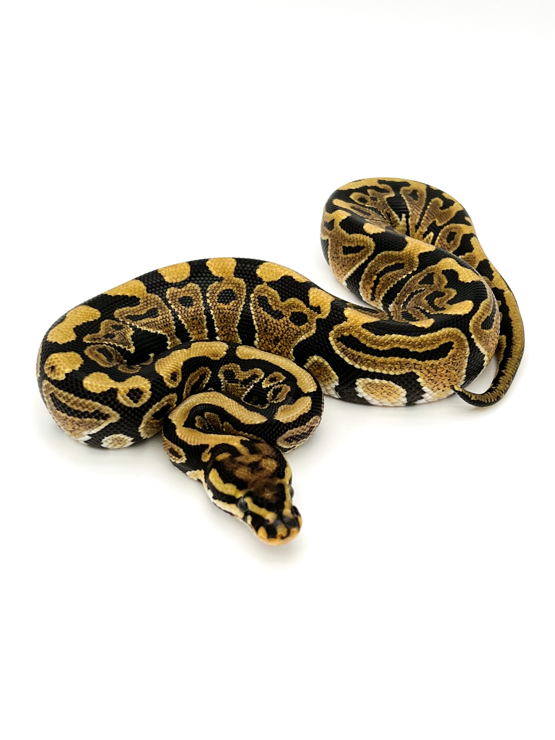 Spotnose DH Axanthic/Clown Ball Python by Mershon's Morphs LLC ...