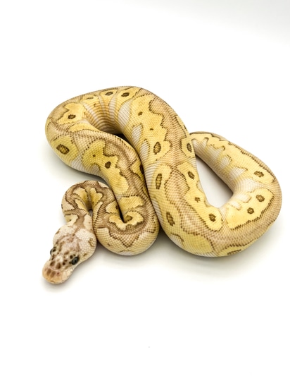 Pastel Lesser Spotnose Clown Het Axanthic Ball Python by Mershon's ...