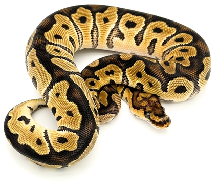Pastel Confusion Clown Het Axanthic Ball Python by Mershon's Morphs LLC ...