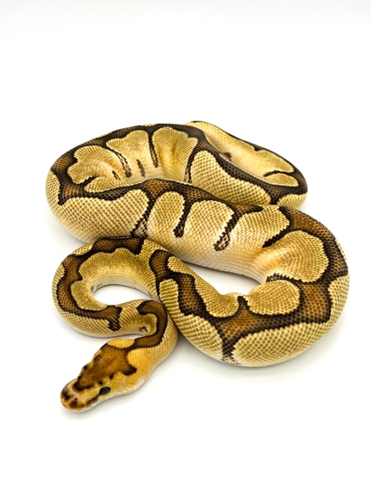 Fire Enchi Clown Ball Python by Mershon's Morphs LLC