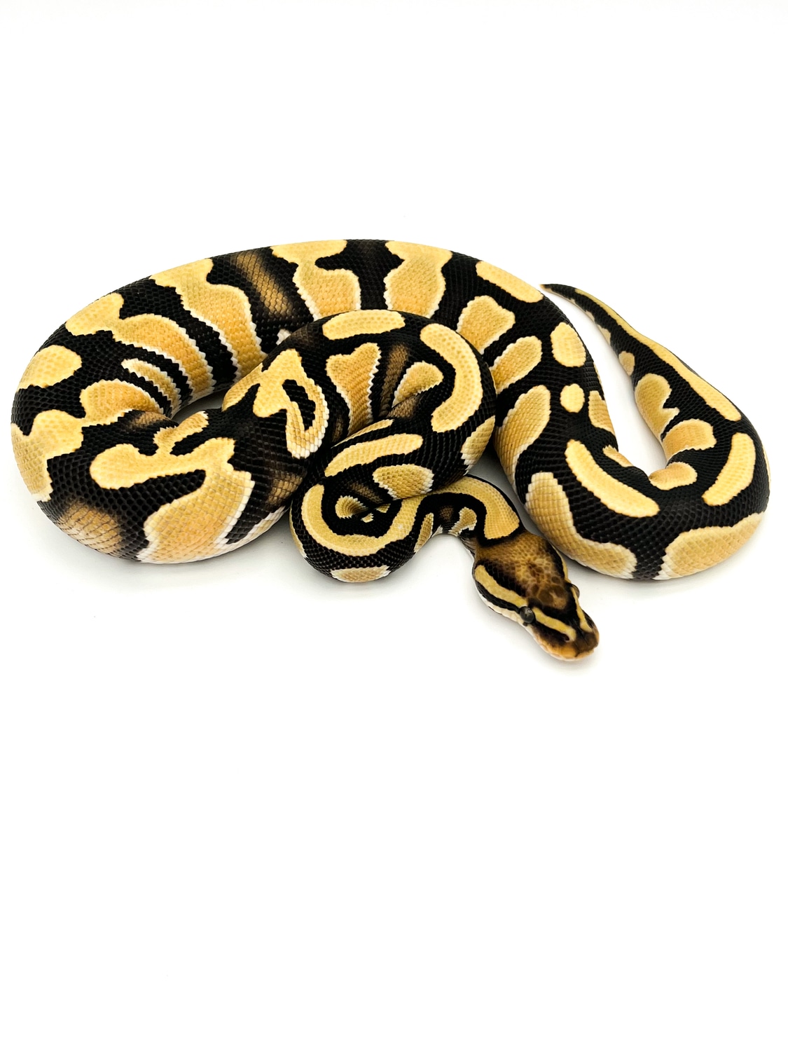Orange Dream Desert Ghost Het Pied Ball Python by Mershon's Morphs LLC ...