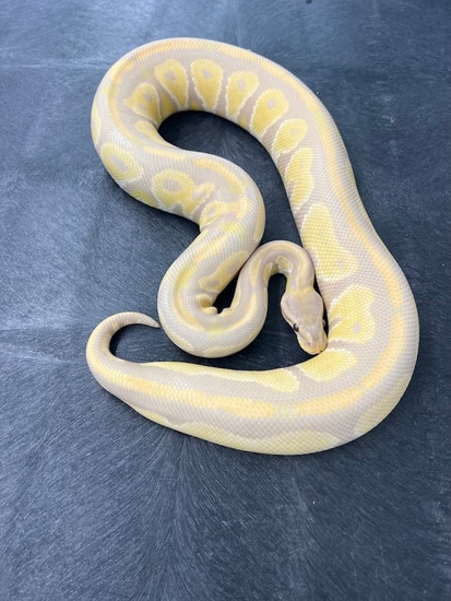 Black Head Yellow Belly Lavender Ball Python by Mershon's Morphs LLC