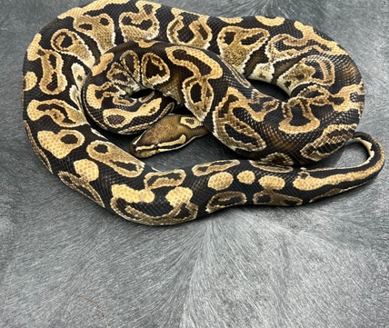 Pastel Confusion Clown Het Axanthic Ball Python by Mershon's Morphs LLC ...