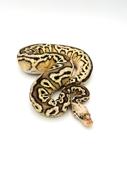 Pastel Hurricane Spotnose Yellow Belly Clown Ball Python by Mershon's ...