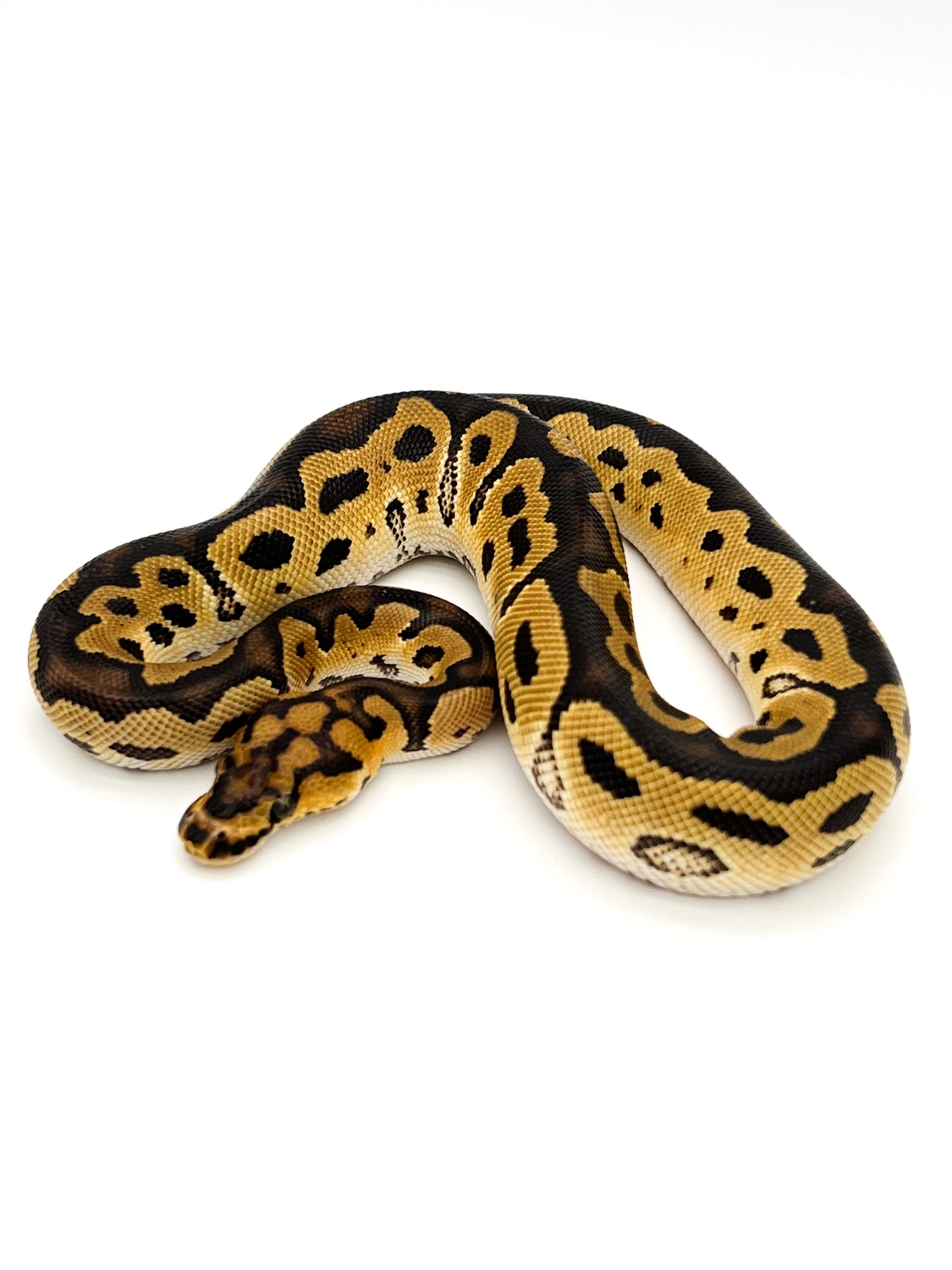 Chocolate Clown Het Pied Ball Python by Mershon's Morphs LLC - MorphMarket