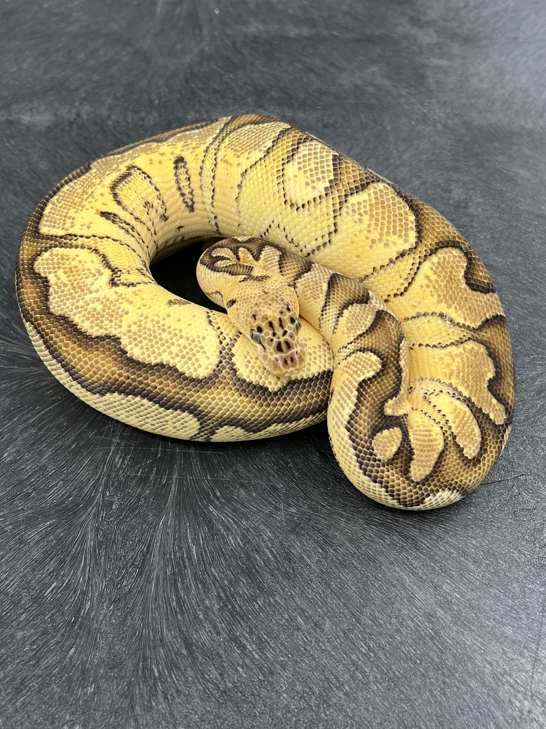 Pastel Enchi Wookie Clown Possible Yellow Belly Ball Python by Mershon ...