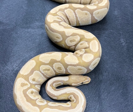 Pastel Confusion Clown Het Axanthic Ball Python by Mershon's Morphs LLC ...